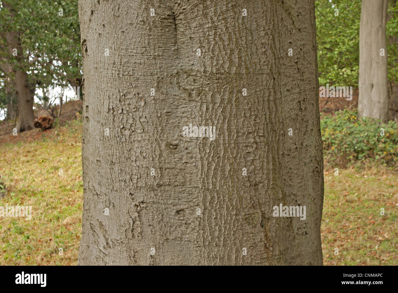 Bole hi-res stock photography and images - Alamy
