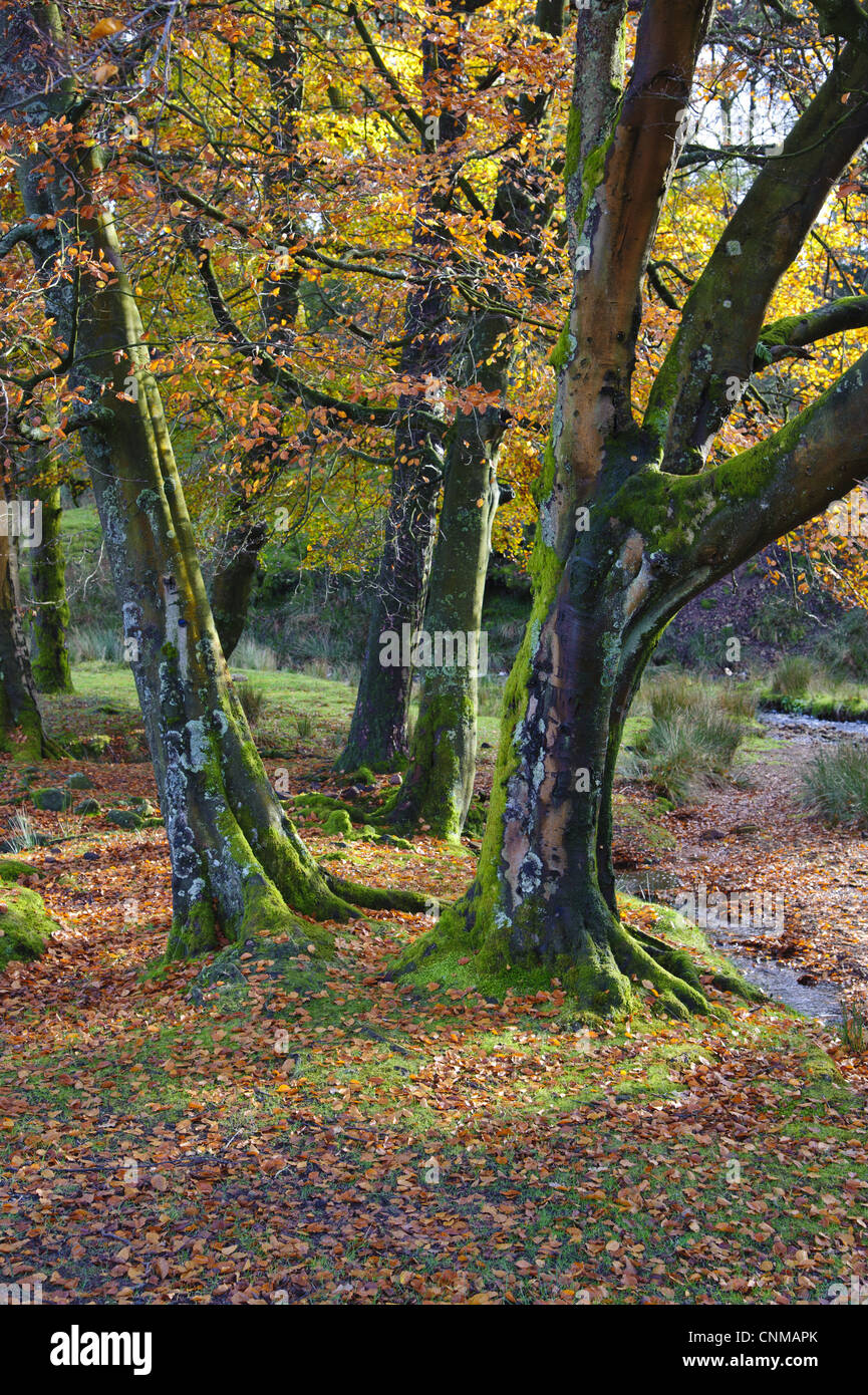Common Beech Fagus sylvatica habit leaves autumn colour Marshaw Wyre ...