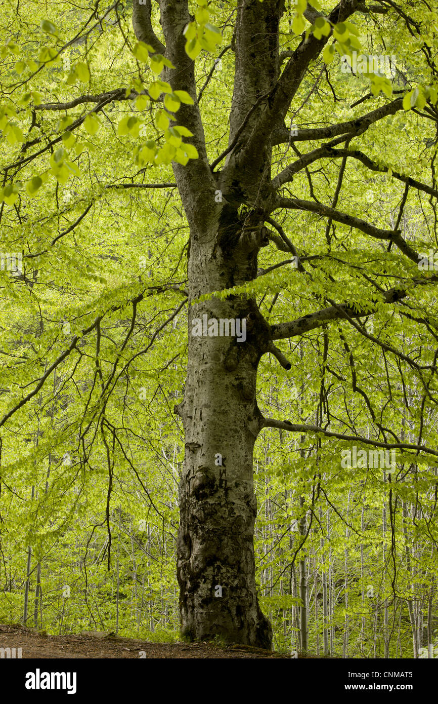 Common Beech (Fagus sylvatica) trunk, ancient tree growing in woodland ...