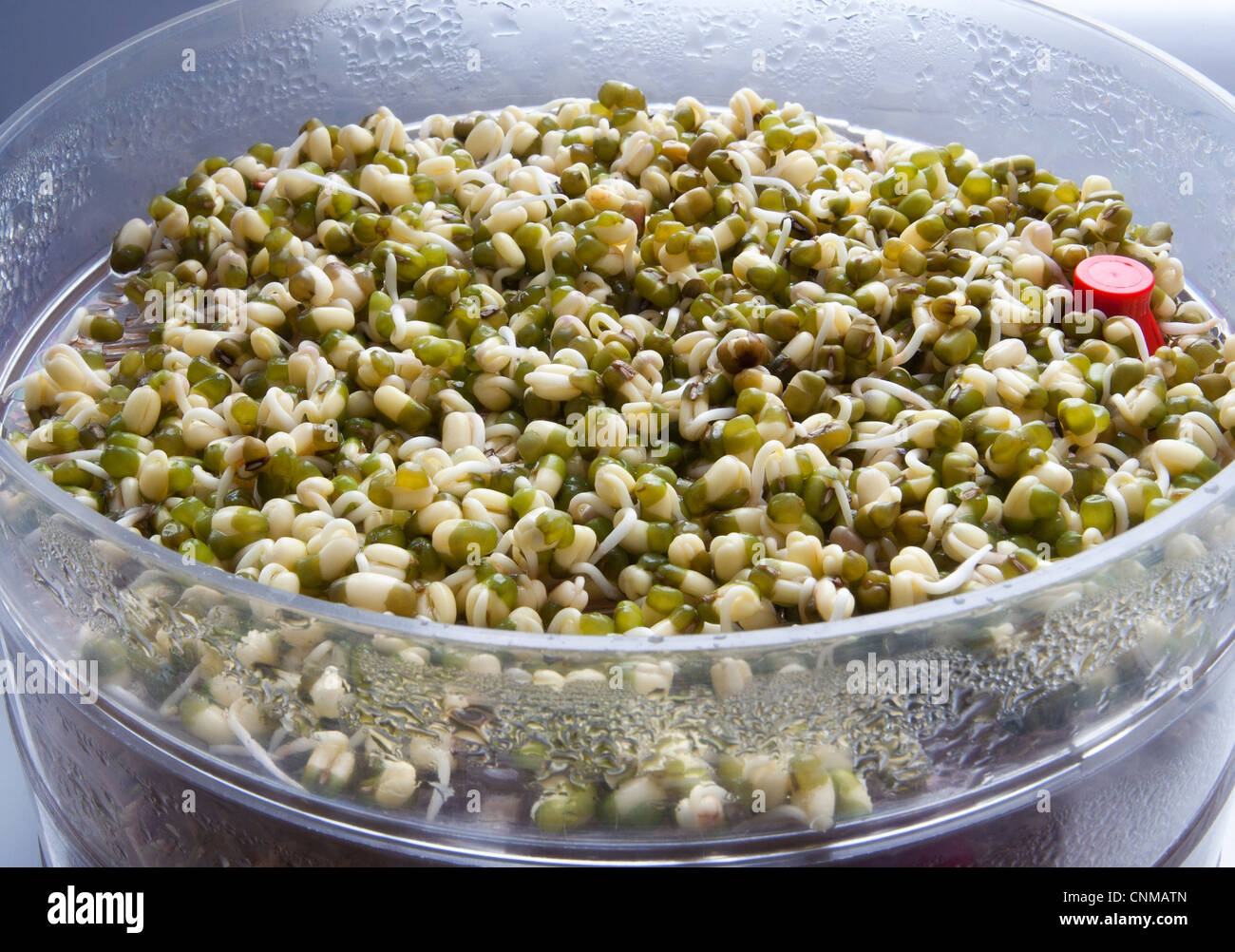 mung bean sprouts Stock Photo - Alamy