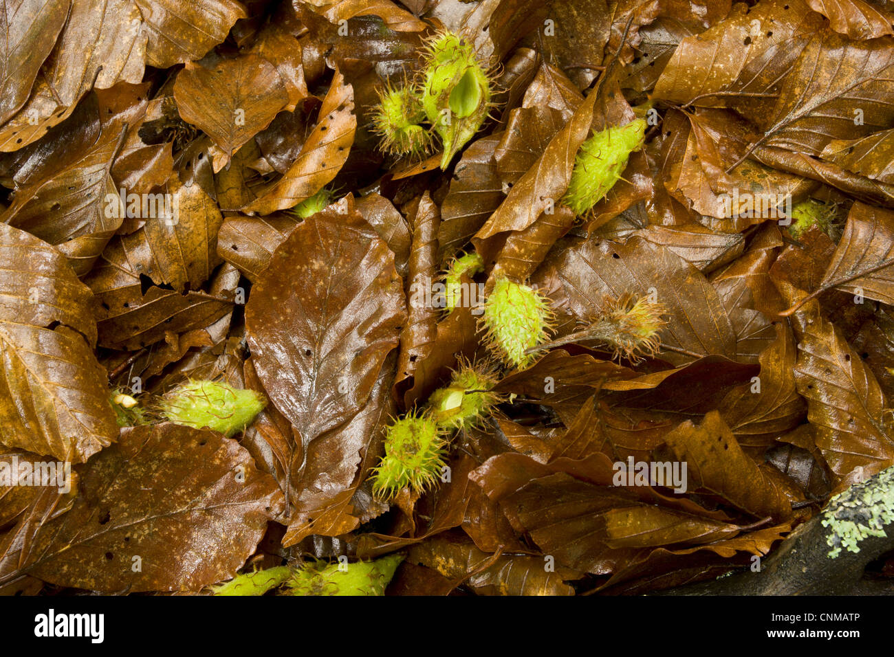 Southern beech mast hi-res stock photography and images - Alamy