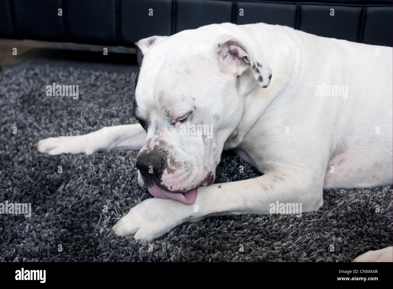 Domestic Dog, Old Tyme Bulldog, adult, licking leg, resting on rug ...