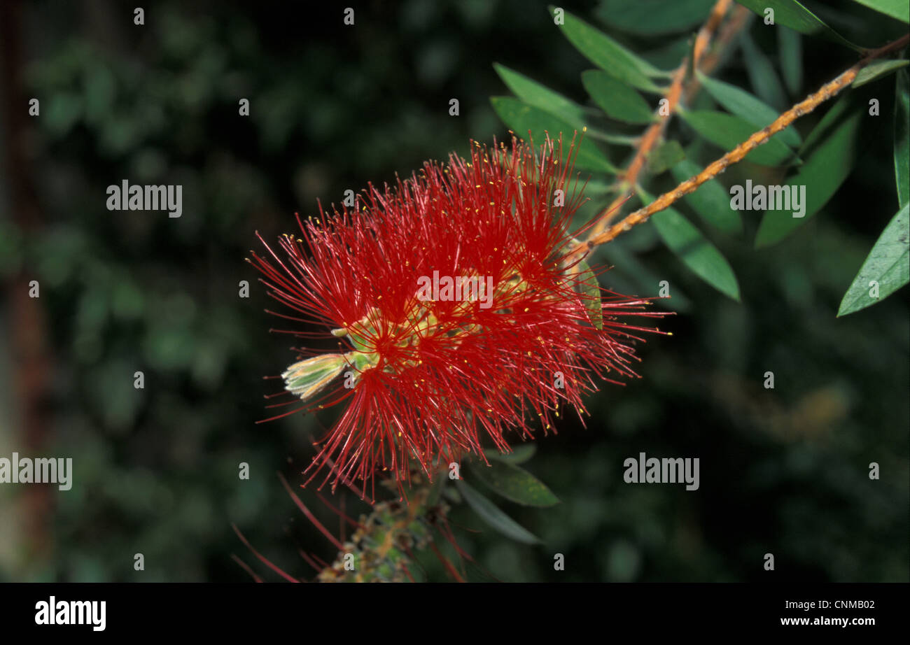 Callistemon citrinus splendens hi-res stock photography and images - Alamy