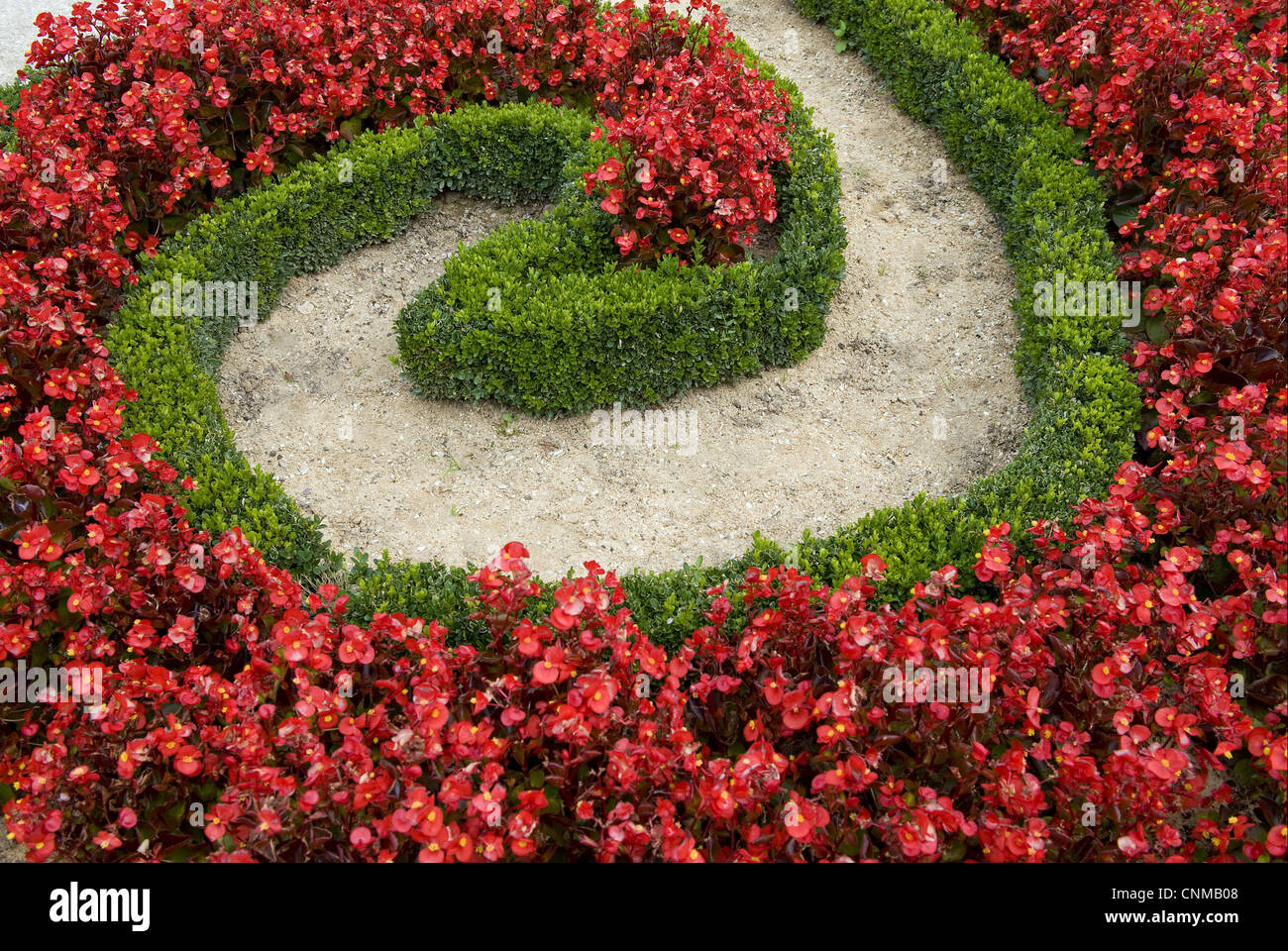 Begonia sempervirens hi-res stock photography and images - Alamy