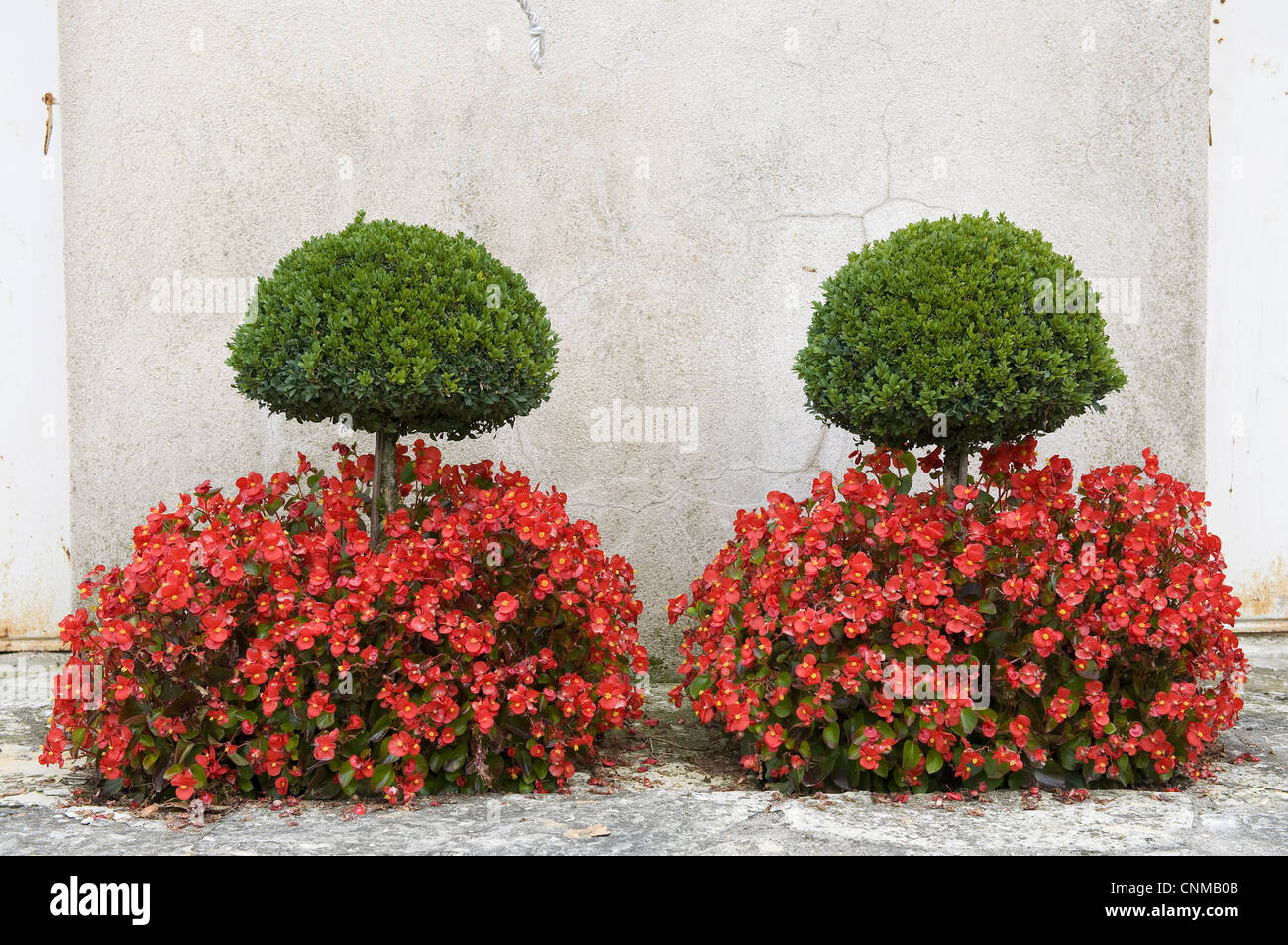 Clipped trees hi-res stock photography and images - Alamy