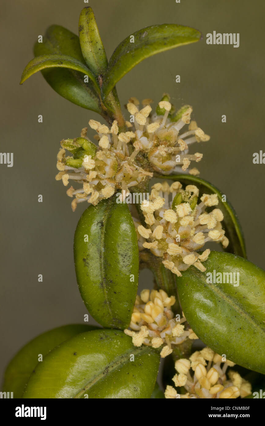 Buxus sempervirens box flower hi-res stock photography and images - Alamy