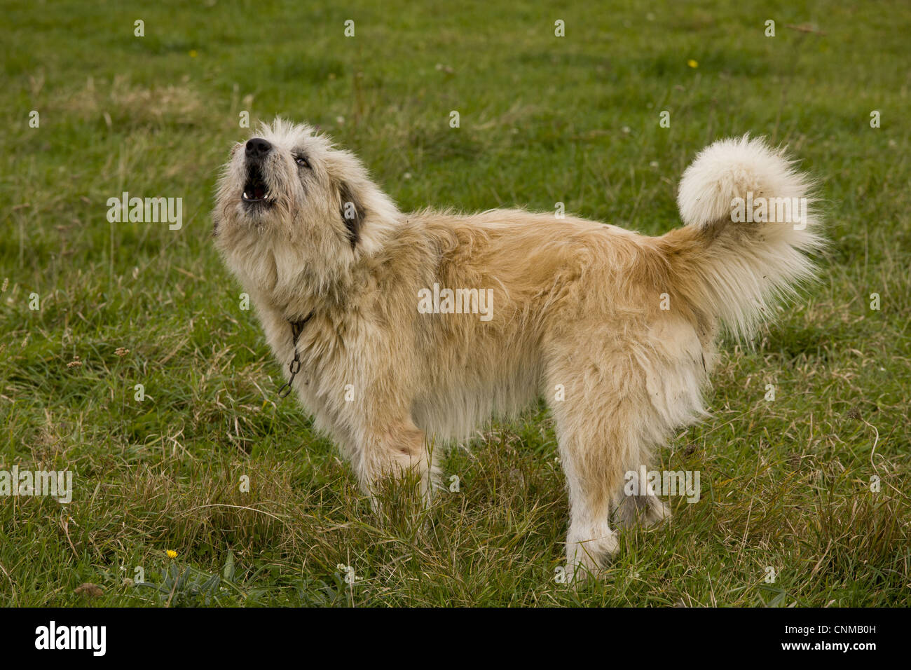 Domestic Dog livestock guardian sheepdog barking guarding sheep flock ...