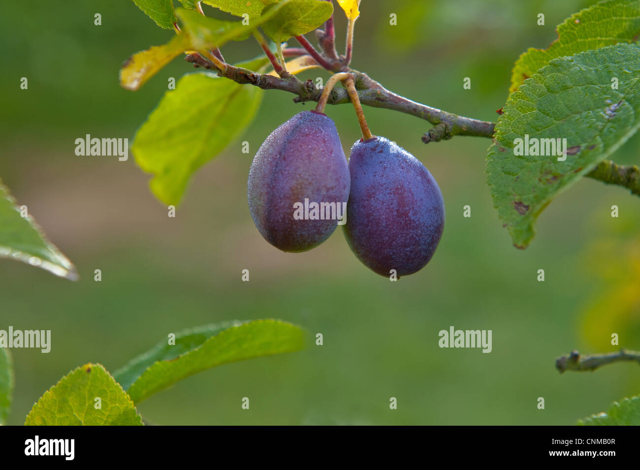 Var insititia hi-res stock photography and images - Alamy