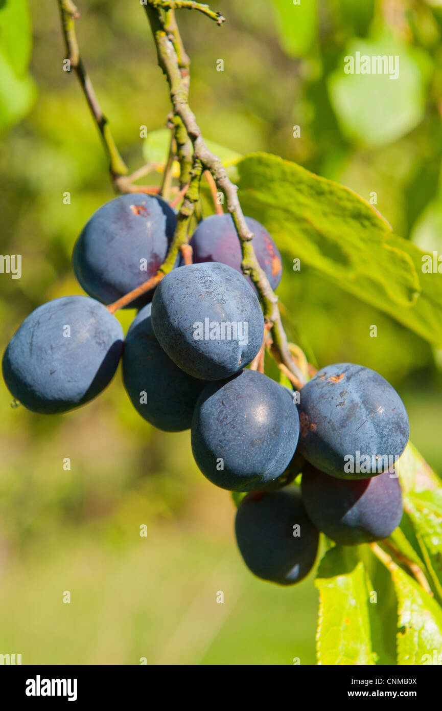 Damson prunus domestica var insititia hi-res stock photography and ...