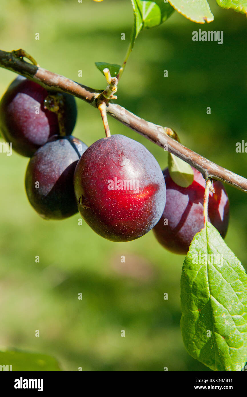 Damson (Prunus domestica var. insititia) 'Merry Weather', close-up of ...