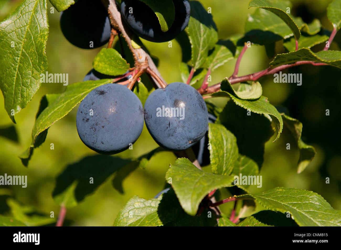 Bullace plum hi-res stock photography and images - Alamy