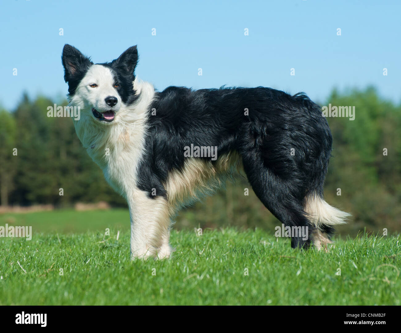 English border collie hi-res stock photography and images - Alamy