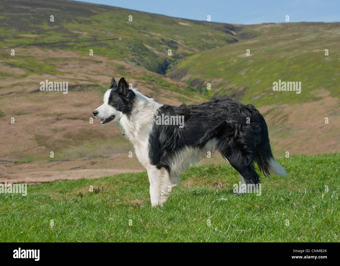 British sheepdog hi-res stock photography and images - Alamy