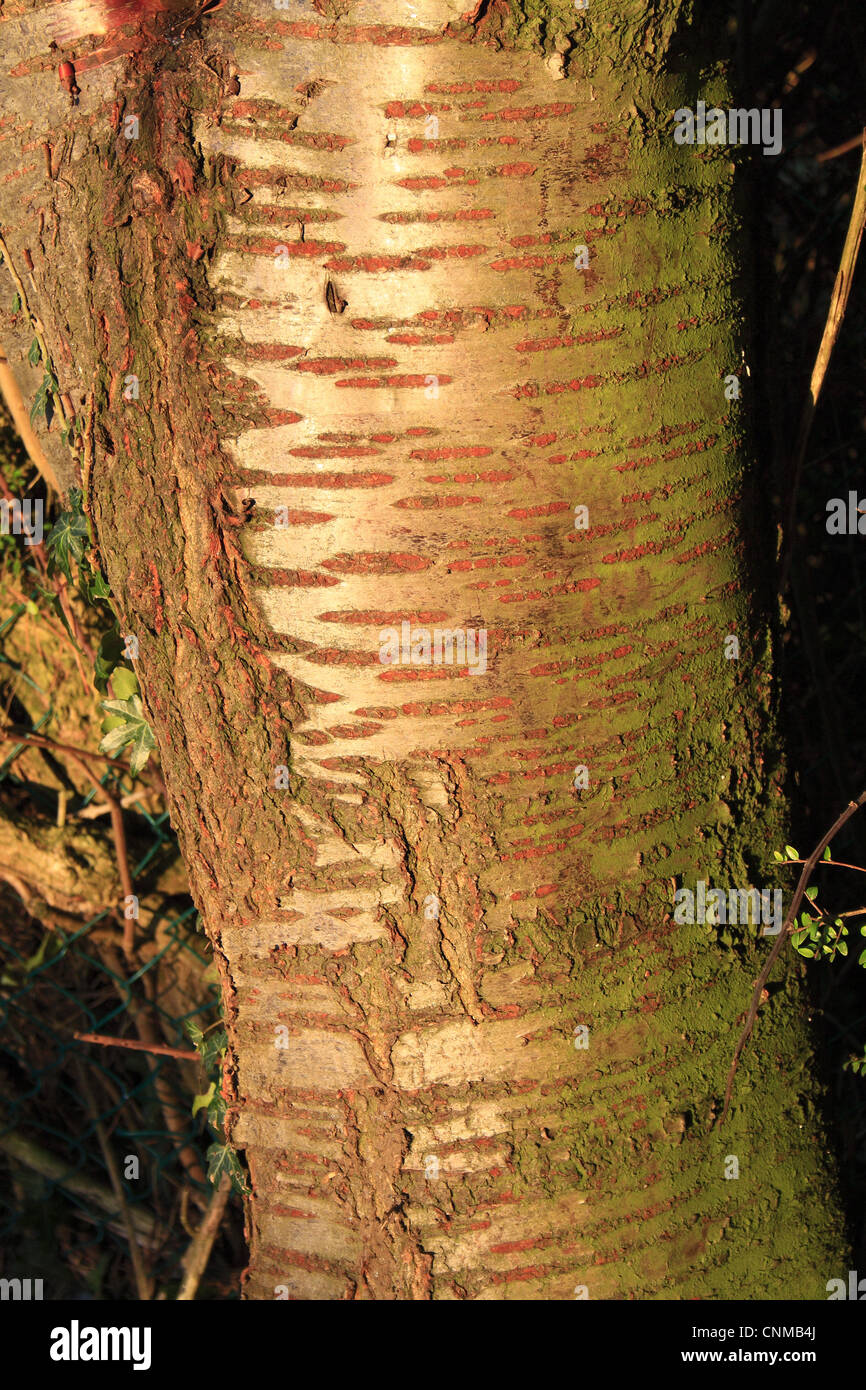 Wild Cherry (Prunus avium) close-up of trunk, Bacton, Suffolk, England ...