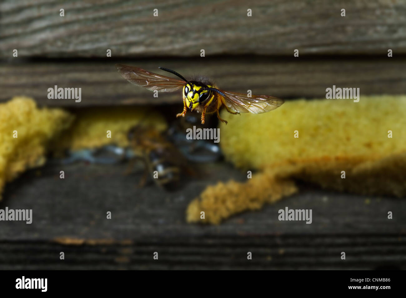 Leaving hive hi-res stock photography and images - Alamy