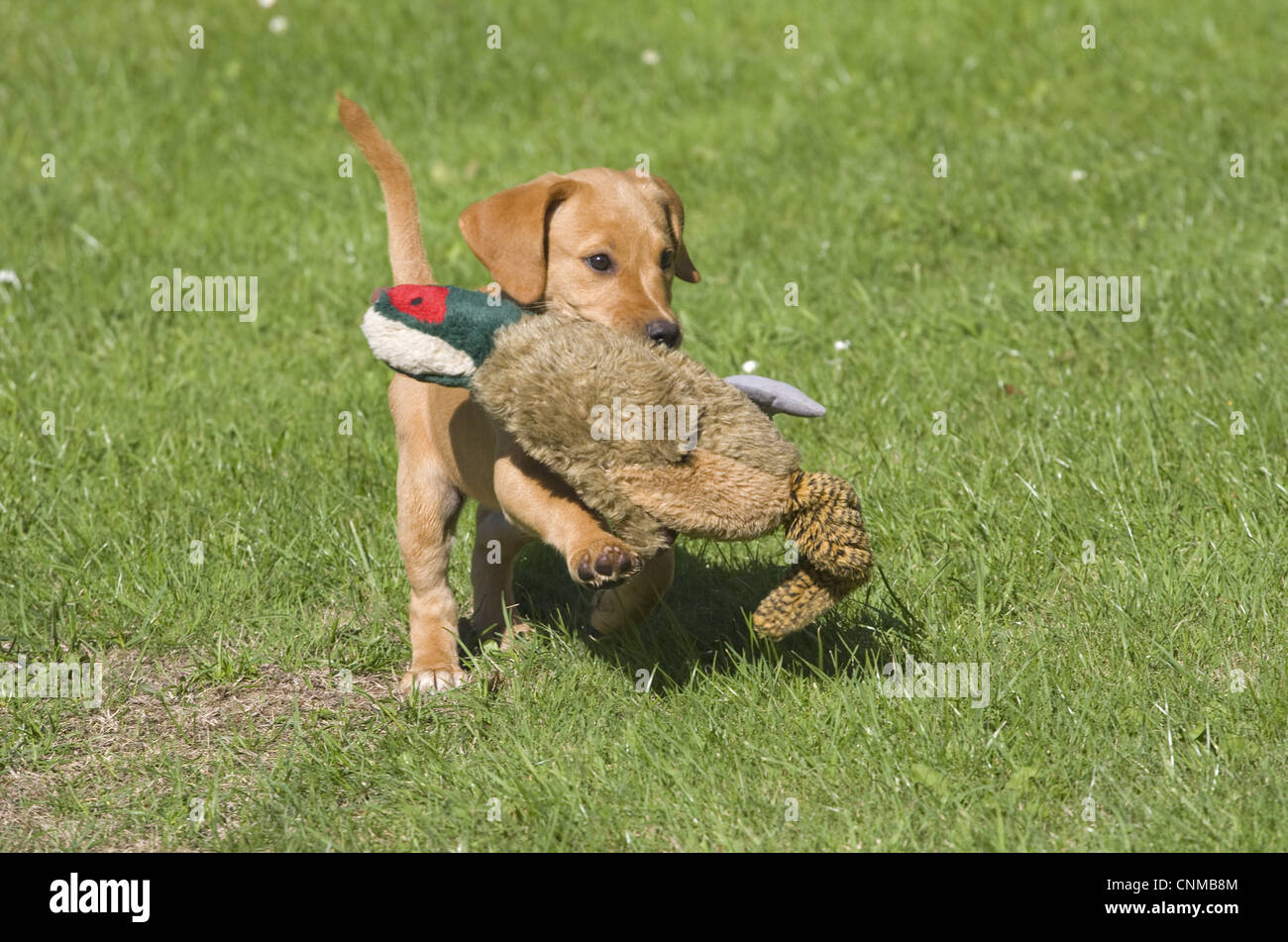 Baby pheasants hi-res stock photography and images - Alamy