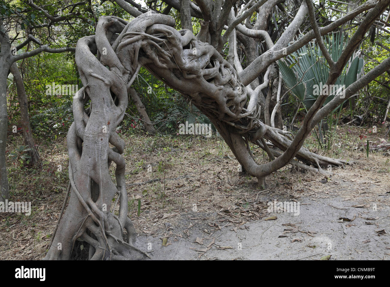 Strangler Fig (Ficus sp.) habit, twisted and arched growth of aerial ...