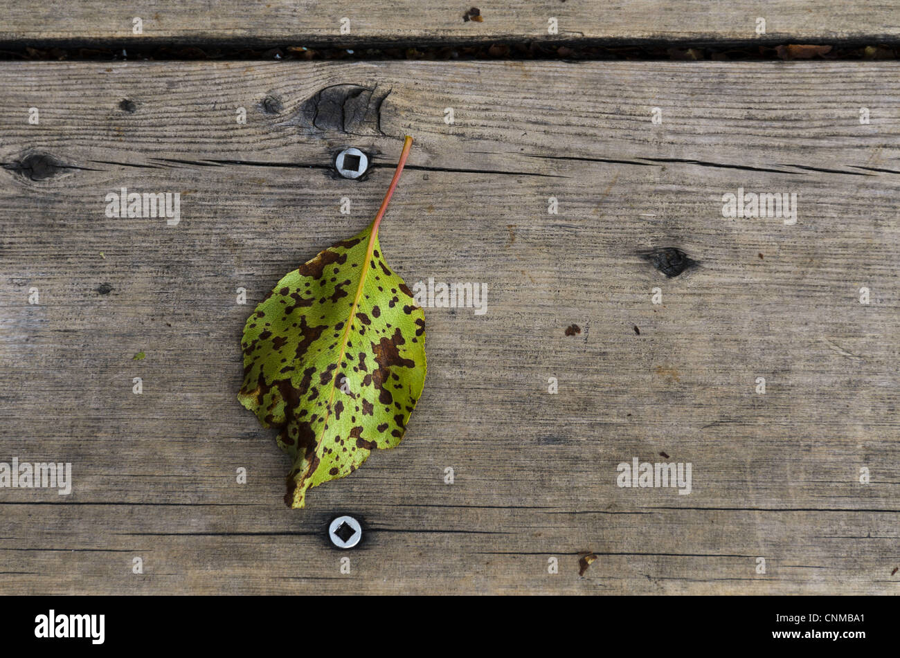 Leaf laying on wood plank next to two screws Stock Photo - Alamy