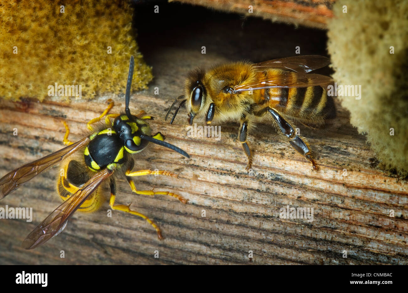 Hive of wasps hi-res stock photography and images - Alamy