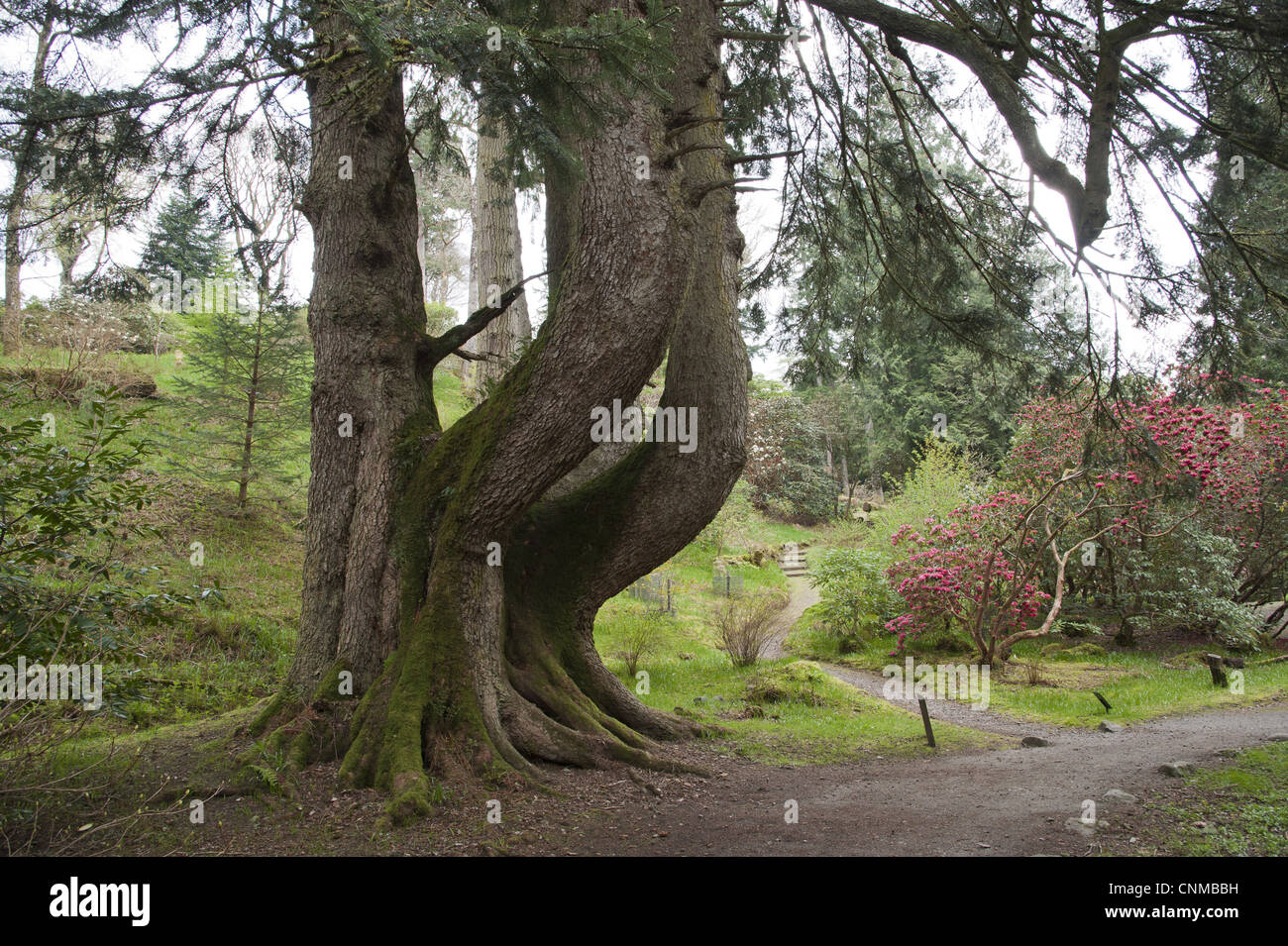European Silver Fir (Abies alba) Champion tree, Ardkinglas Woodland ...
