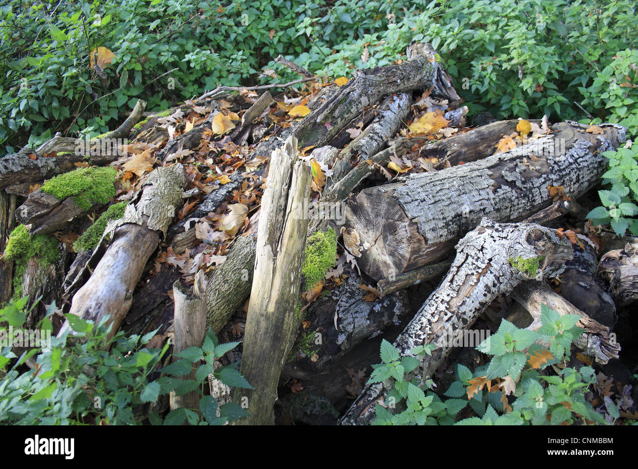 Log pile wildlife habitat in woodland, Vicarage Plantation, Mendlesham ...