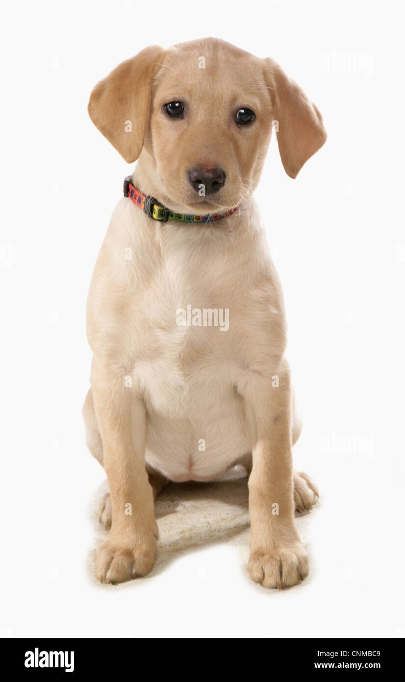 Domestic Dog, Yellow Labrador Retriever, puppy, with collar, sitting ...