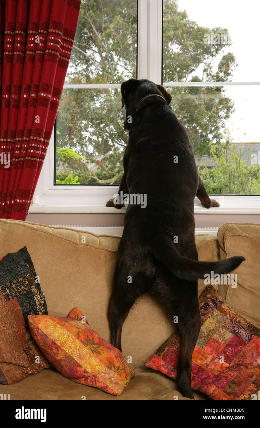Labrador retriever looking out window High Resolution Stock Photography ...