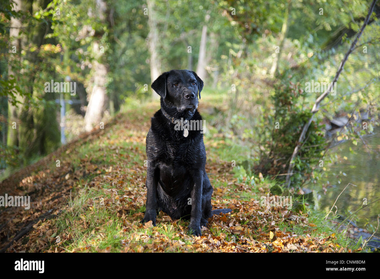 Domestic Dog Black Labrador Retriever Drakeshead type adult male ...