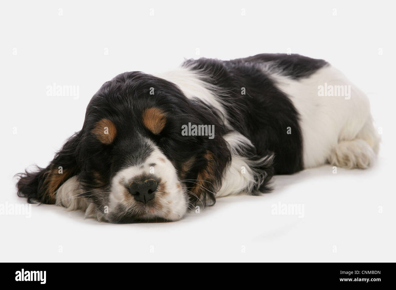 Domestic Dog, English Cocker Spaniel, puppy, sleeping Stock Photo - Alamy