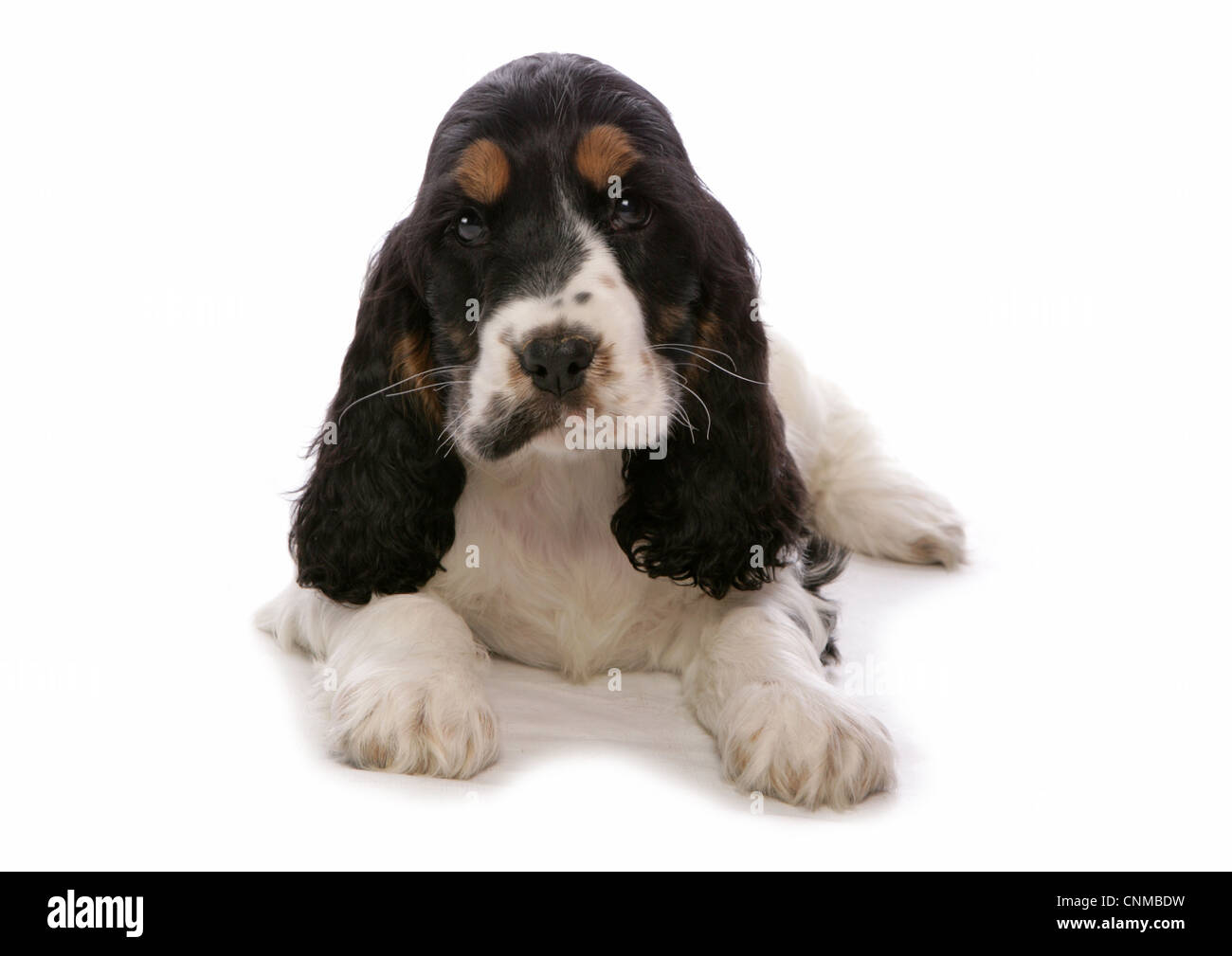 Domestic Dog, English Cocker Spaniel, puppy, laying Stock Photo - Alamy