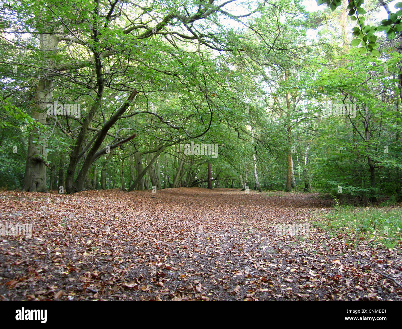 England broadleaf woodland habitats hi-res stock photography and images ...