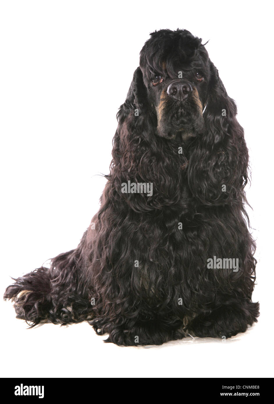 American cocker spaniels hi-res stock photography and images - Alamy