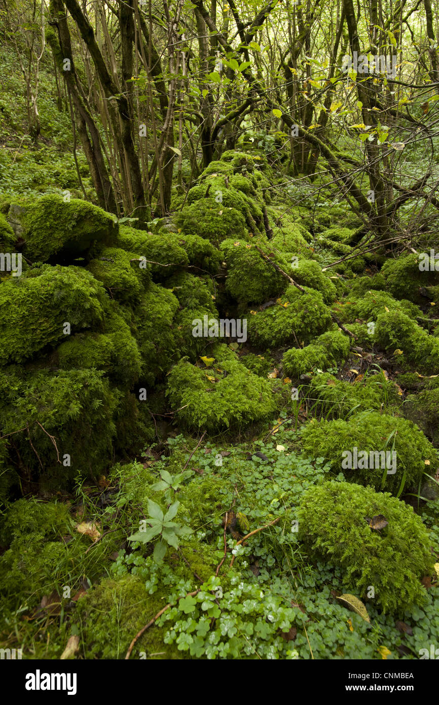 Moist deciduous forests hi-res stock photography and images - Alamy