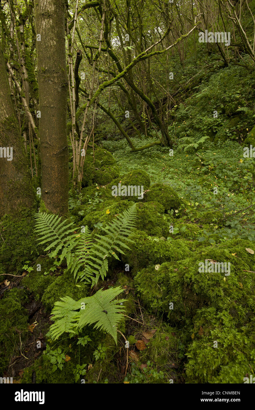 Damp mossy deciduous woodland habitat Monks Dale Derbyshire Dales N.N.R ...