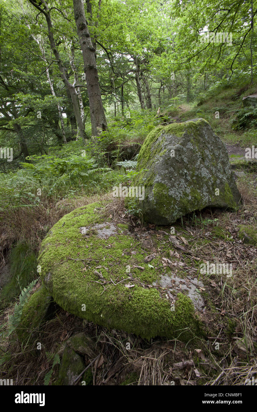 Rocks in deciduous woodland habitat, Padley Woods, Padley Gorge, Peak ...