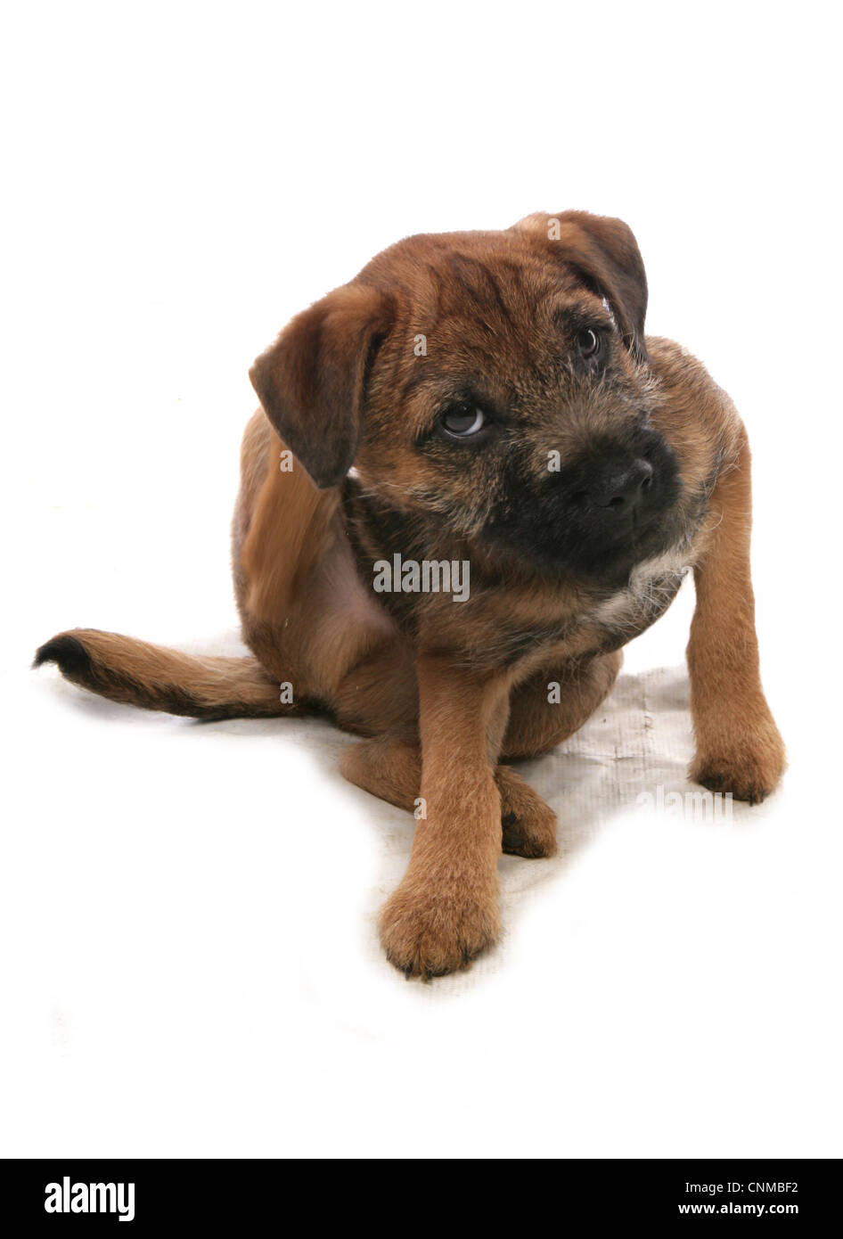 Dog scratches leg hi-res stock photography and images - Alamy