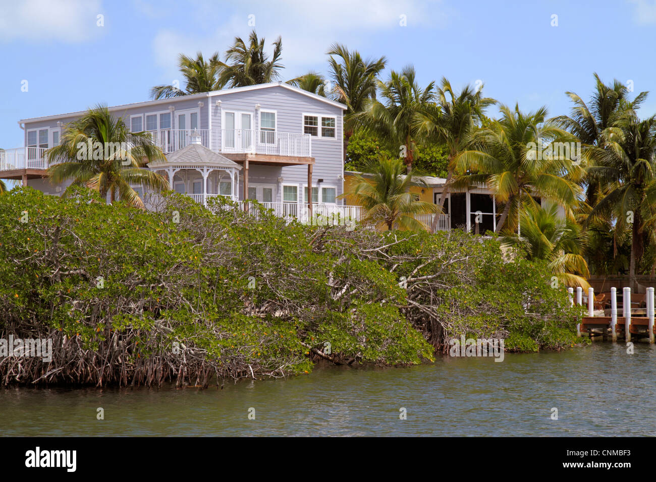 Mangrove palm hi-res stock photography and images - Alamy