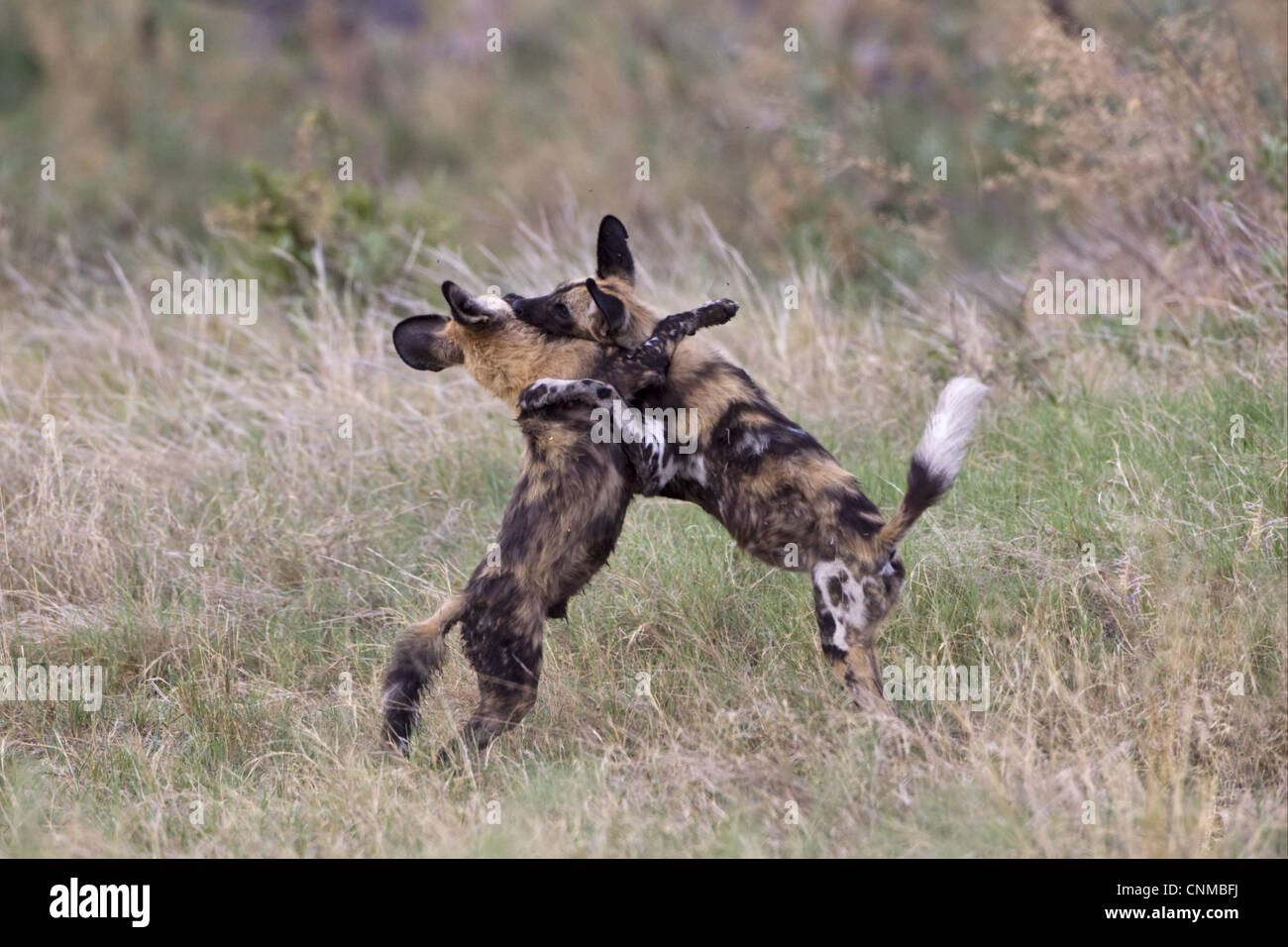 African Wild Dog (Lycaon pictus) two adults, play-fighting, Okavango ...