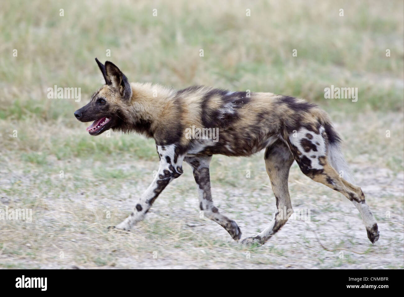 African Wild Dog (Lycaon pictus) adult, running, Okavango Delta ...