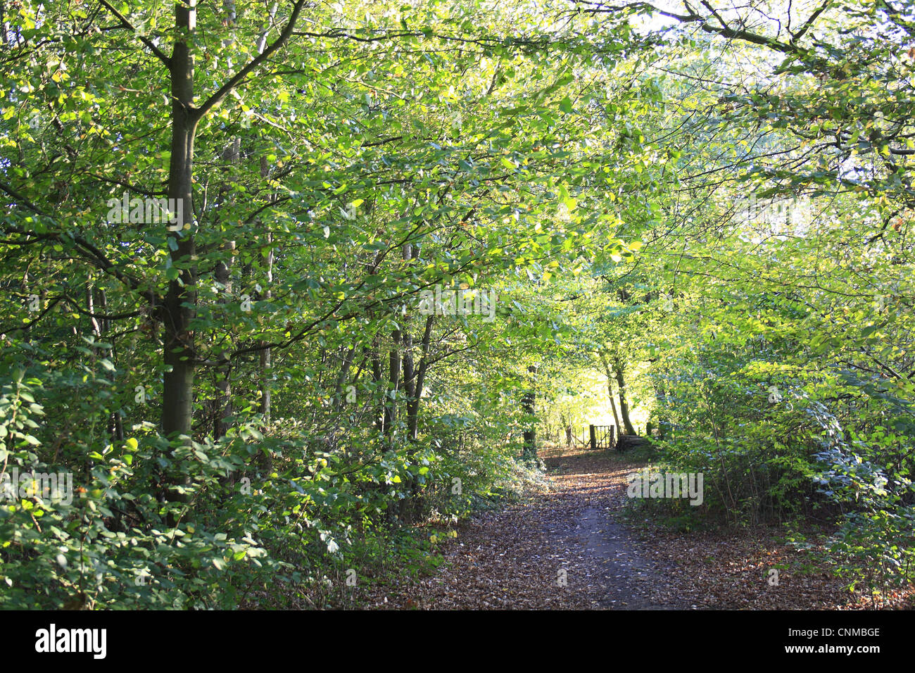 Path through deciduous woodland habitat, Northfield Wood, Onehouse ...