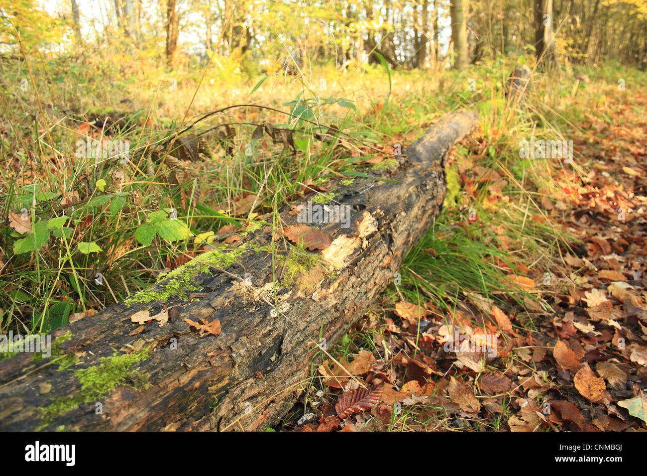 Log with fallen leaves in ancient coppiced woodland habitat, Wolves ...