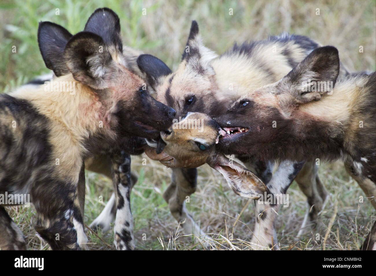 African Wild Dog (Lycaon pictus) adults, pack fighting over Impala ...