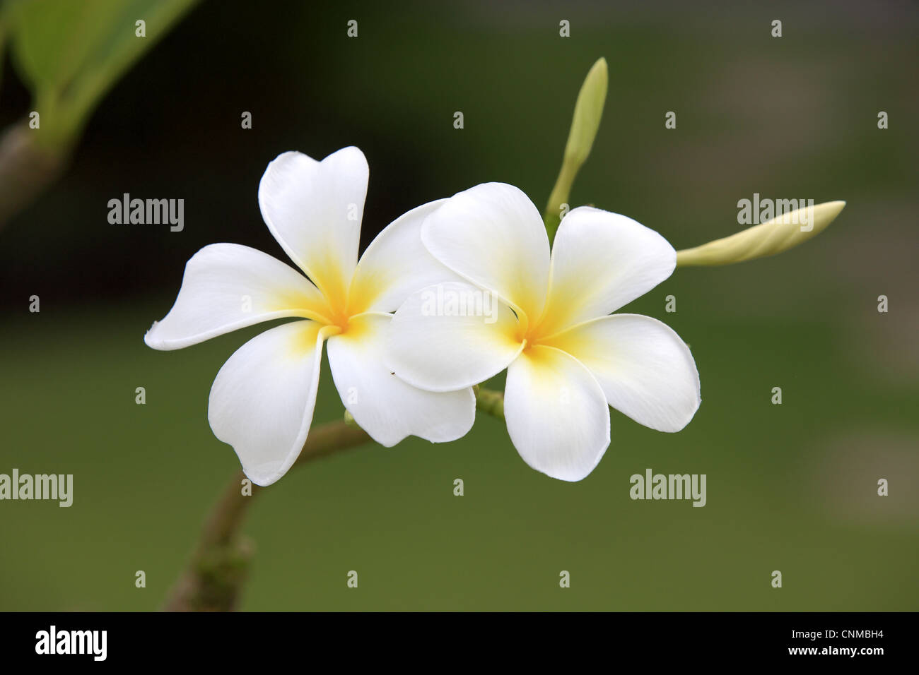 White Frangipani (Plumeria pudica) close-up of flowers, Kota Kinabalu ...
