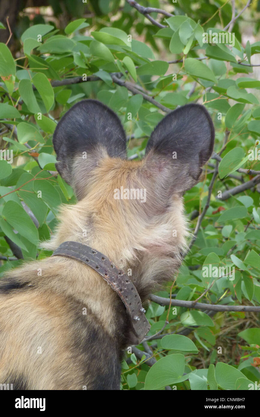 African Wild Dog (Lycaon pictus) adult, wearing radio tracking collar ...