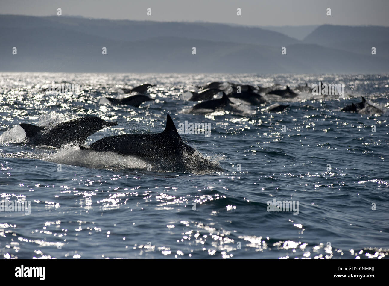 Long-beaked Common Dolphin Delphinus capensis adults group porpoising ...