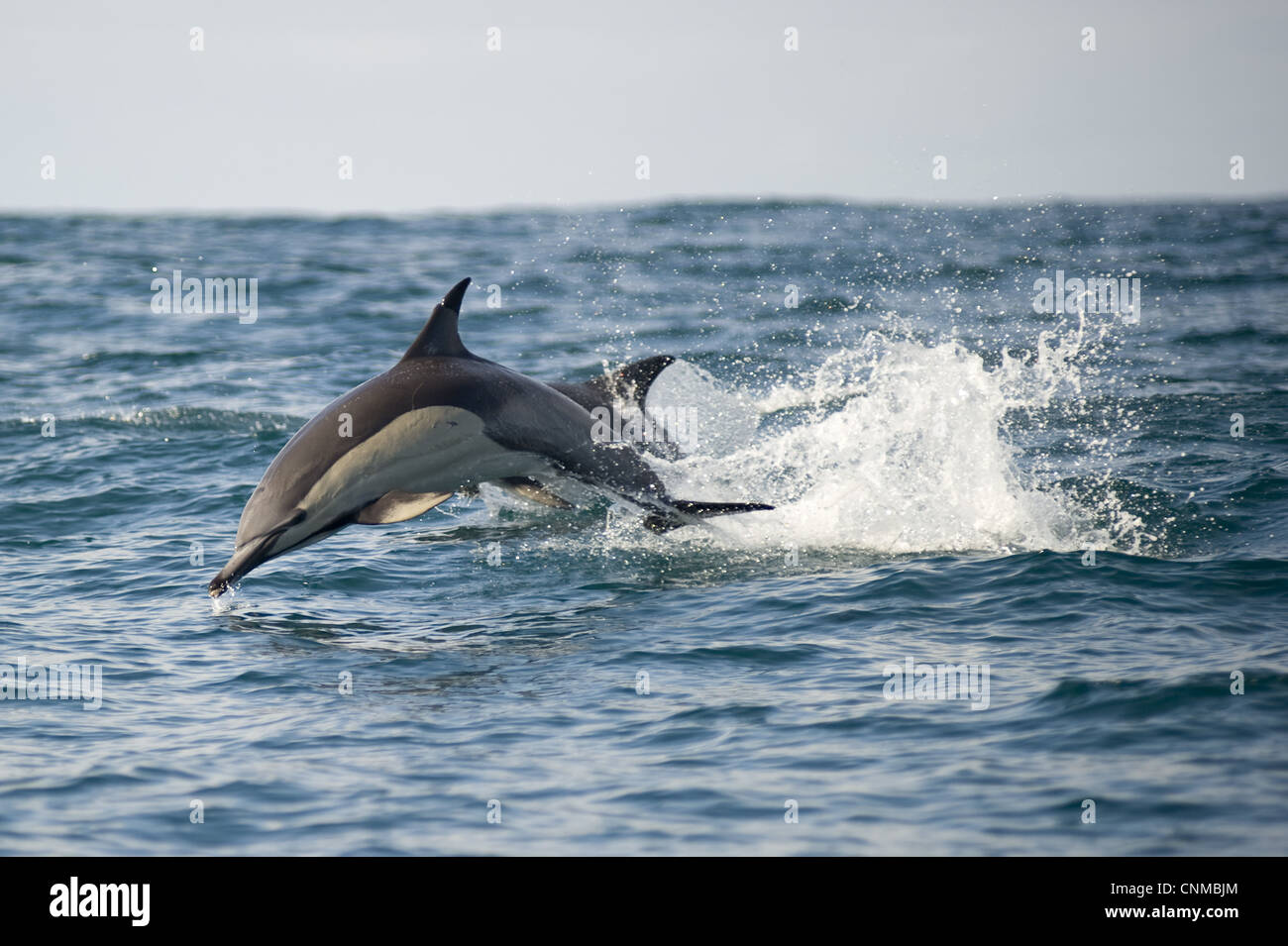 Offshore common dolphin hi-res stock photography and images - Alamy