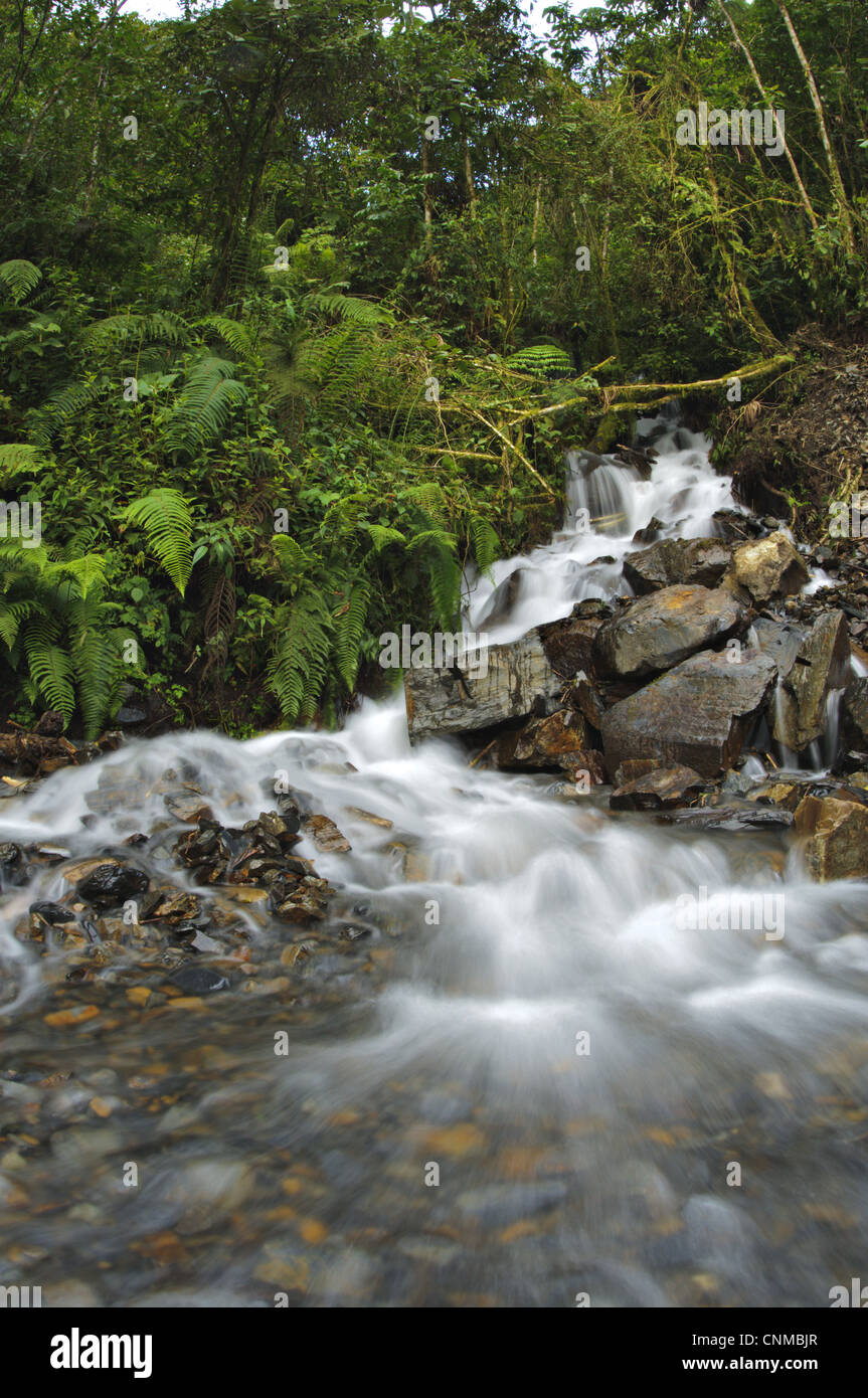 Stream with cascades in mountain rainforest habitat, Peruvian Andes ...