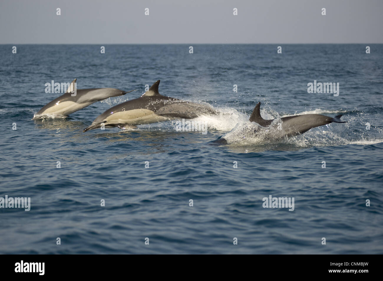 Long-beaked Common Dolphin Delphinus capensis three adults porpoising ...