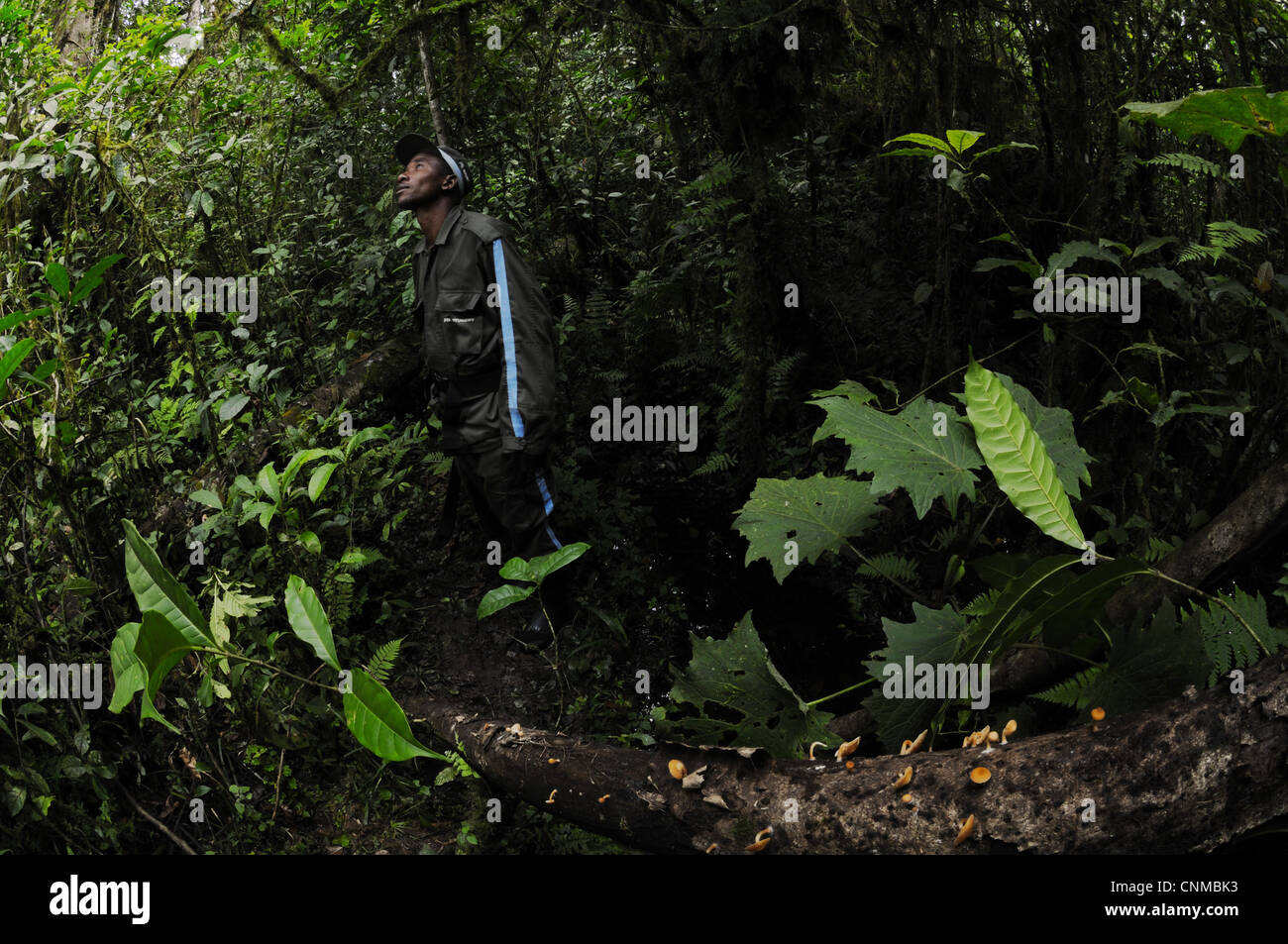 Ranger patrolling in montane rainforest habitat, Nyungwe Forest N.P ...