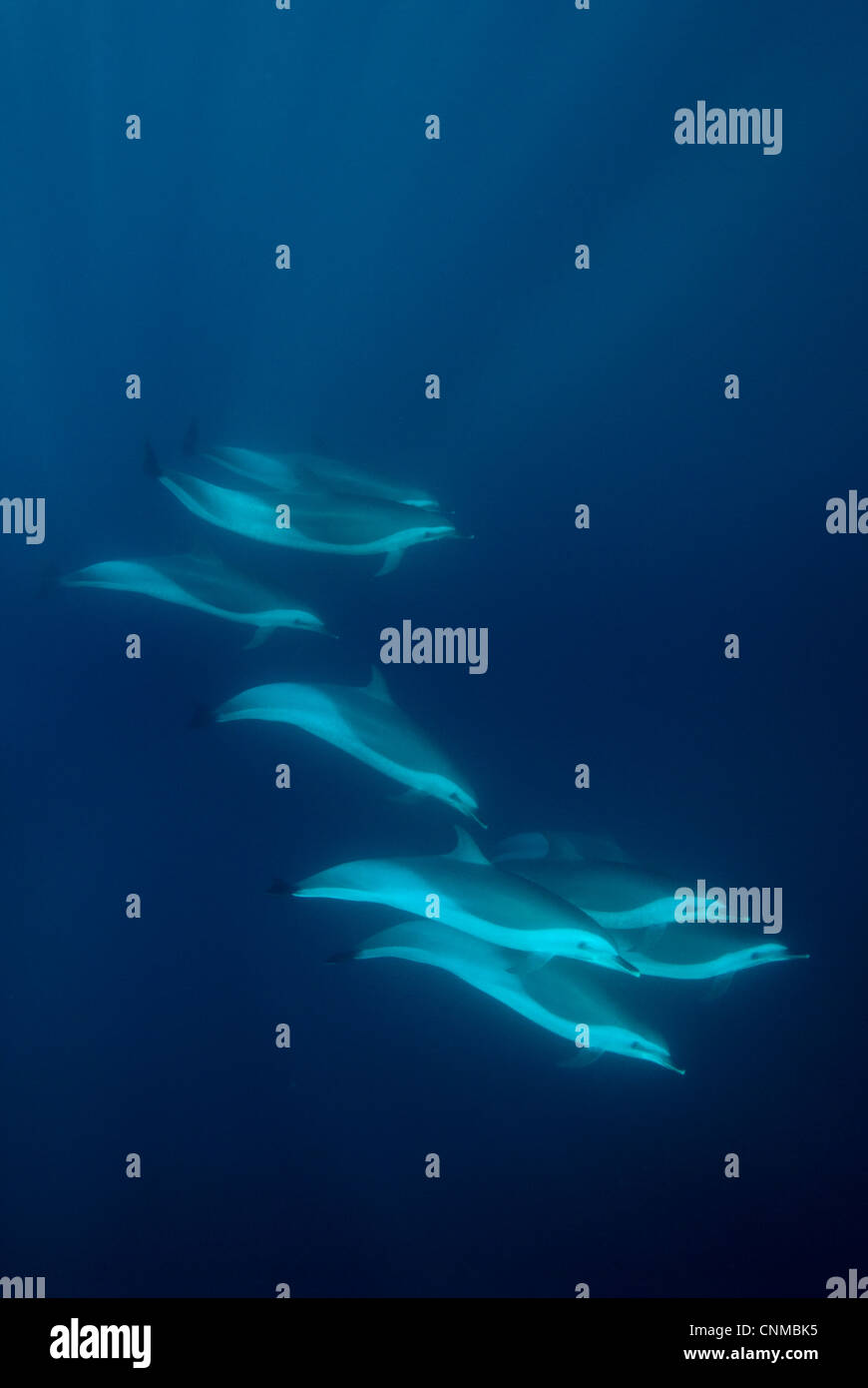 Long-beaked Common Dolphin Delphinus capensis adults group swimming ...